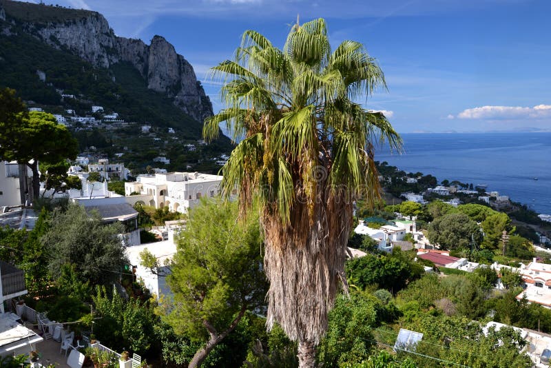 Huge Palm Tree on the Island of Capri. Stock Image - Image of scope ...