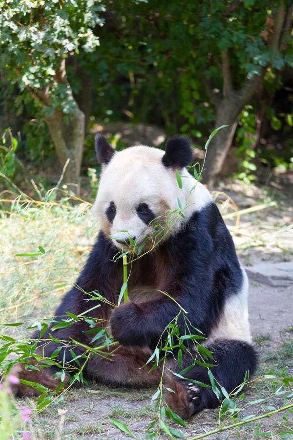 Huge panda stock image. Image of endangered, forest, giant - 36809445