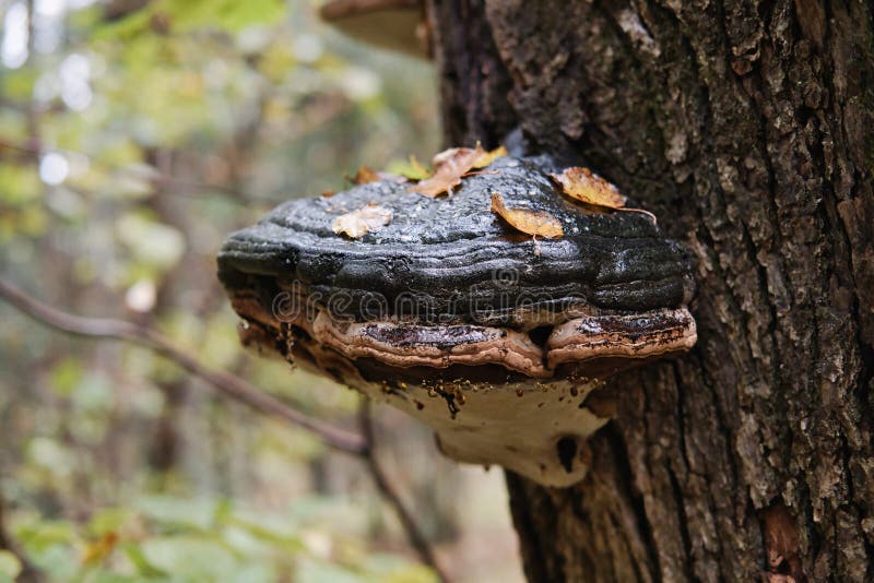 Huge Parasite Fungus on the Tree Trunk. Tinder Mushroom on the Tree ...