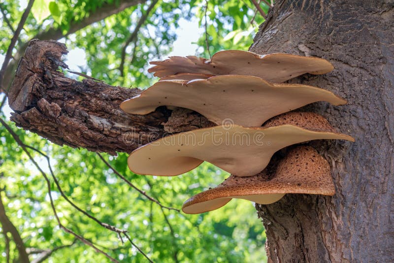 Huge Parasitic Fungus Growing on a Tree, Close-up Stock Image - Image ...