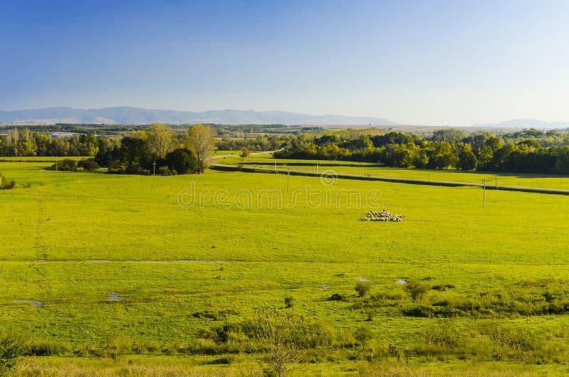 A Huge Pasture Landscape with Flock of Sheep Stock Photo - Image of ...