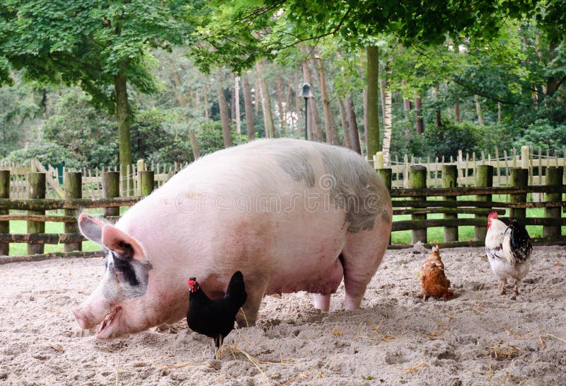 Huge Pig stock photo. Image of adult, sniff, cattle, grown - 6210314