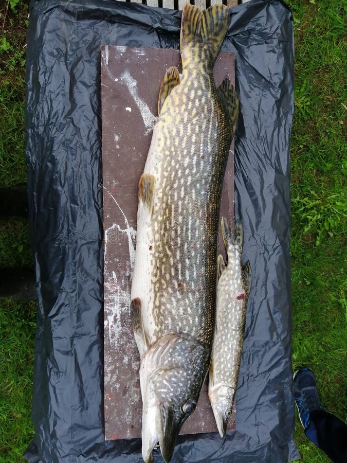 Huge pike 10kg stock photo. Image of dead, fish, pike - 251552500