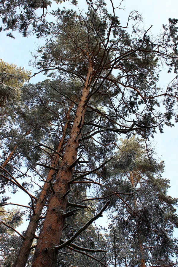 A huge pine from below stock photo. Image of color, colorful - 136771876