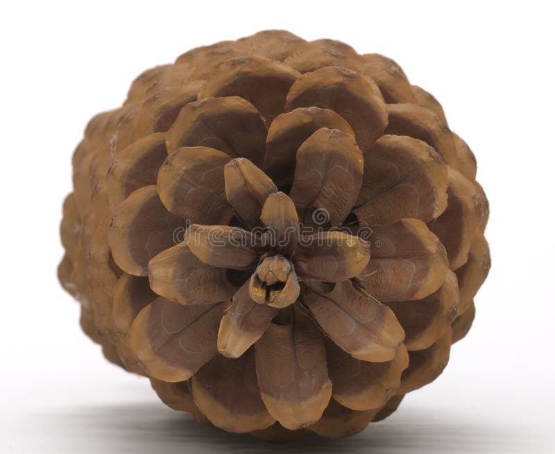 Huge Pine Cone stock photo. Image of tree, natural, forestry - 1845088