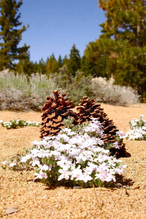 Pine Cones and Lavender Flowers Stock Image - Image of pine, angle ...