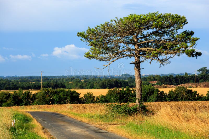 Huge Pine at the Middle of Field Stock Image - Image of conifer ...
