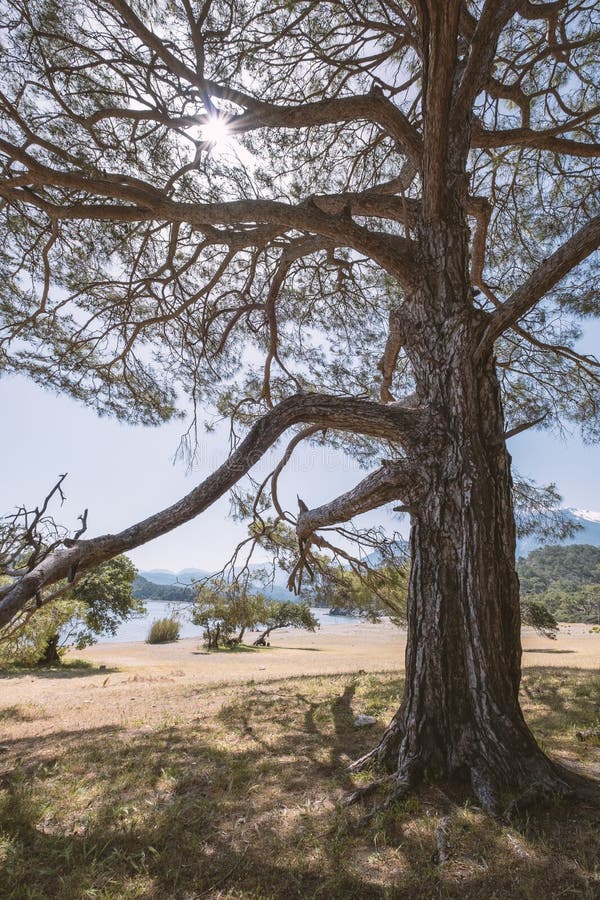 Huge pine tree stock photo. Image of pine, power, nature - 274657452