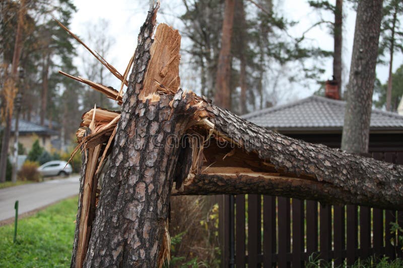 Huge Pine Tree is Broken by the Storm Wind Stock Photo - Image of ...
