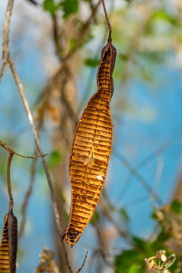 Huge Pod Hanging Off the Tree in Africa Stock Image - Image of blurred ...
