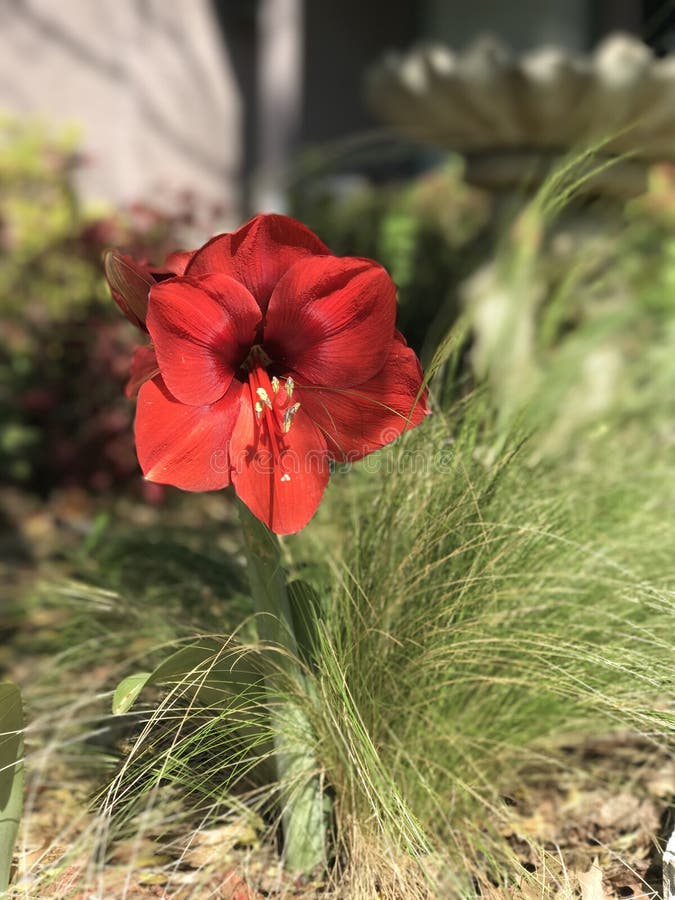 Huge Pretty Red stock image. Image of spring, plant, hippeastrum - 96061713
