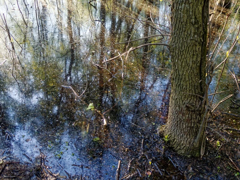 A Huge Puddle in the Park among the Trees Stock Photo - Image of blue ...