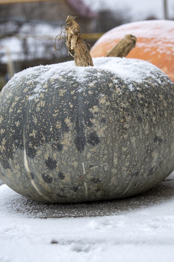 Huge Pumpkins in the Snow Close-up. Winter Vertical Snow-covered ...