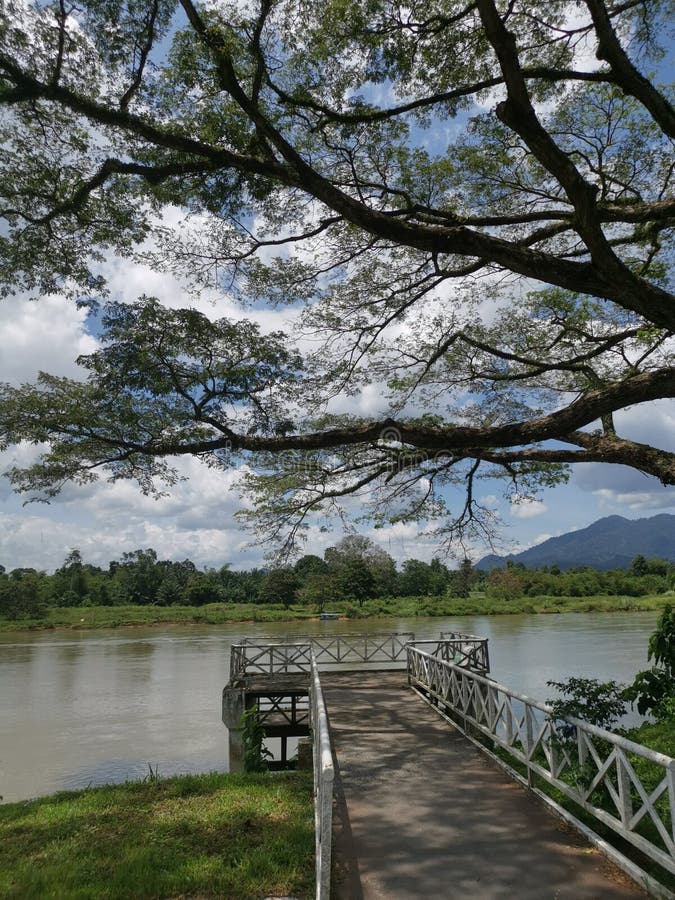 Huge Rainforest Tree Growing by the Riverside. Stock Photo - Image of ...