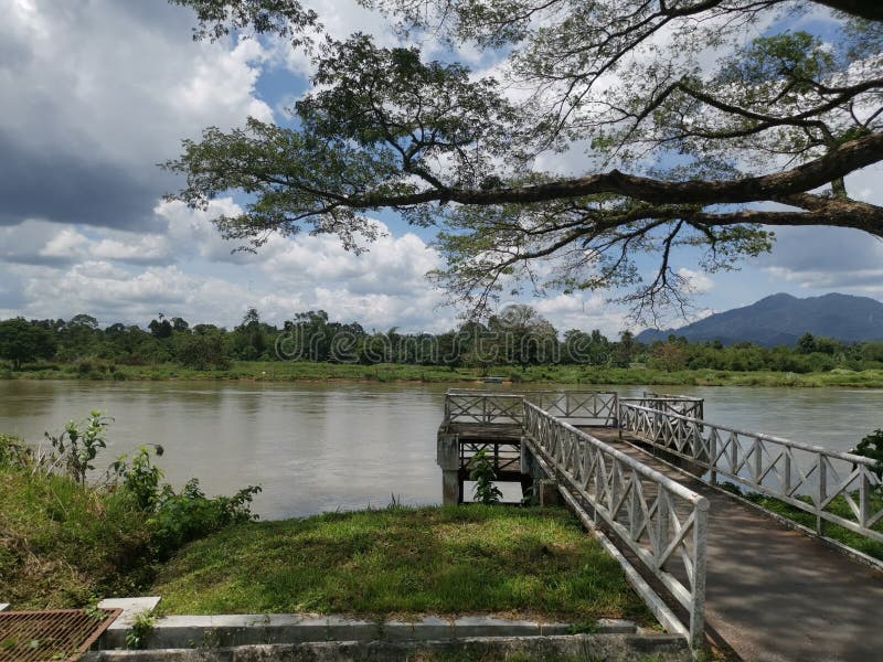 Huge Rainforest Tree Growing by the Riverside. Stock Photo - Image of ...