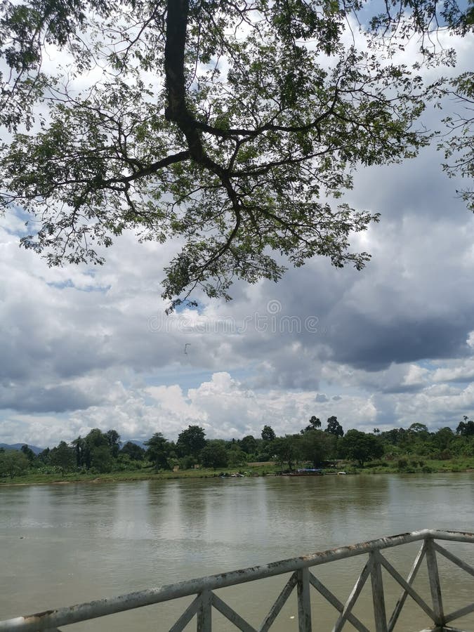 Huge Rainforest Tree Growing by the Riverside. Stock Image - Image of ...