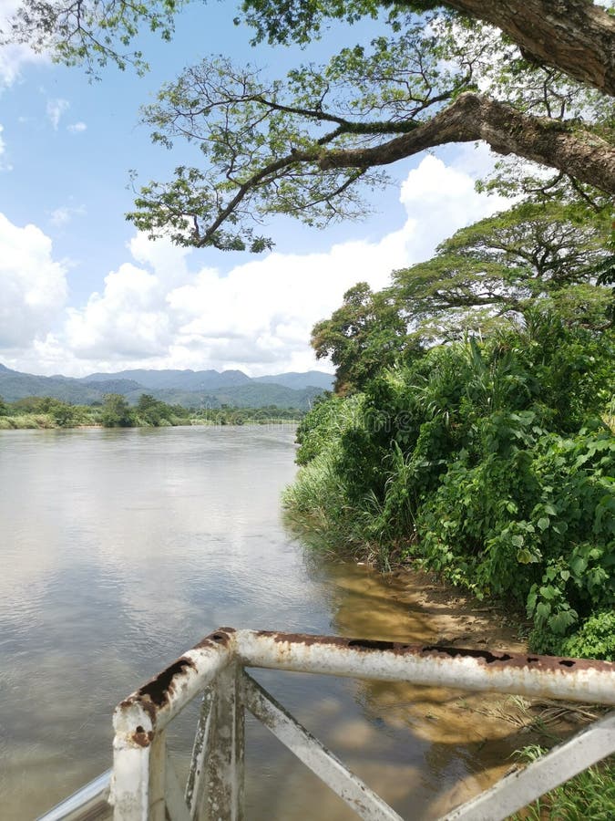 Huge Rainforest Tree Growing by the Riverside. Stock Image - Image of ...