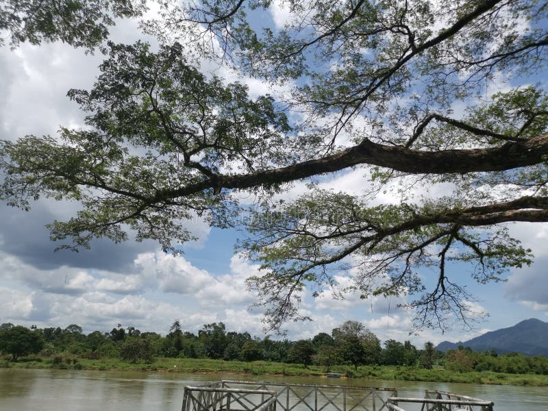 Huge Rainforest Tree Growing by the Riverside. Stock Image - Image of ...