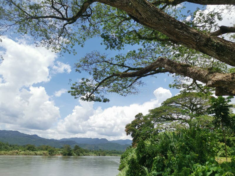 Huge Rainforest Tree Growing by the Riverside. Stock Photo - Image of ...
