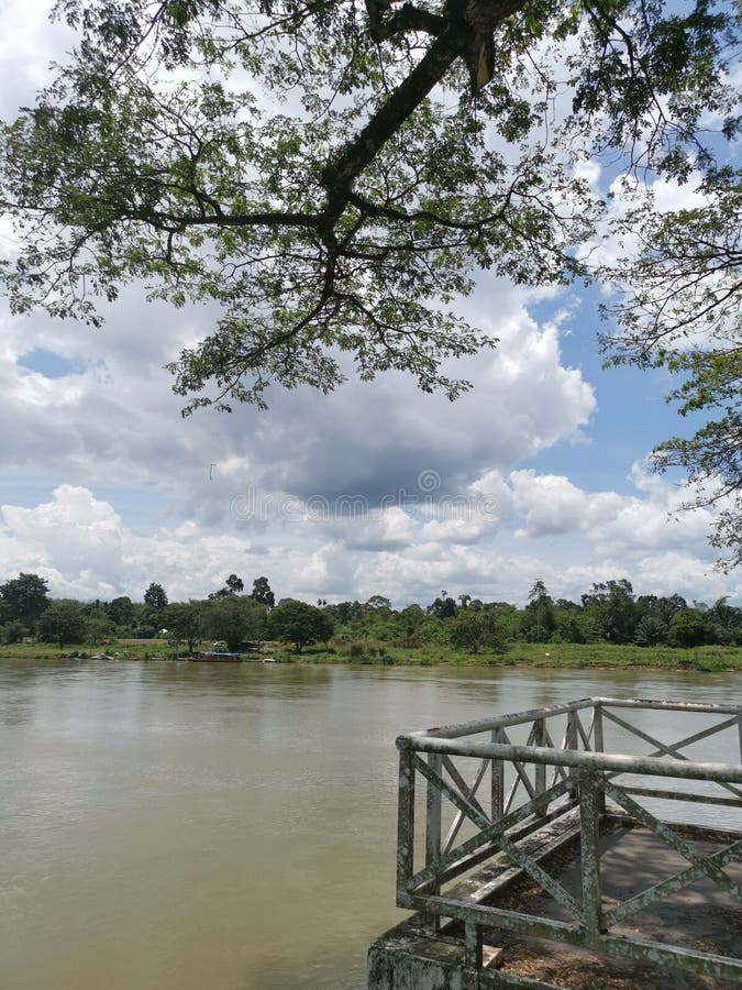 Huge Rainforest Tree Growing by the Riverside. Stock Image - Image of ...