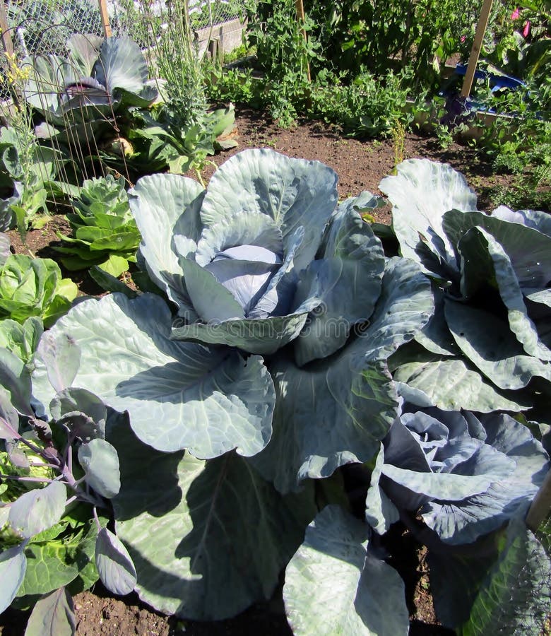 Huge Red Cabbage Plant in the Garden Stock Image - Image of brassica ...