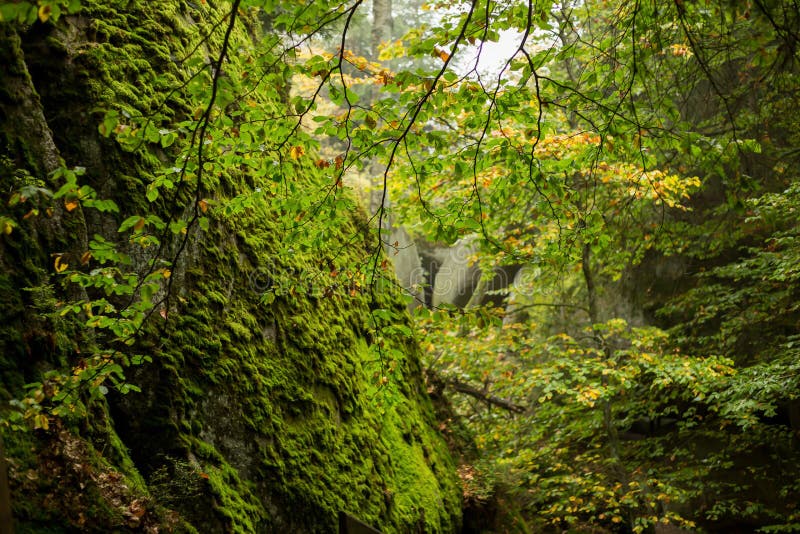 Huge rocks in the forest stock photo. Image of giant - 119439254