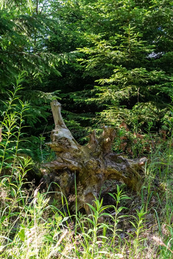 Huge Root of a Dead Tree in the Temperate Broadleaf and Mixed Forest ...