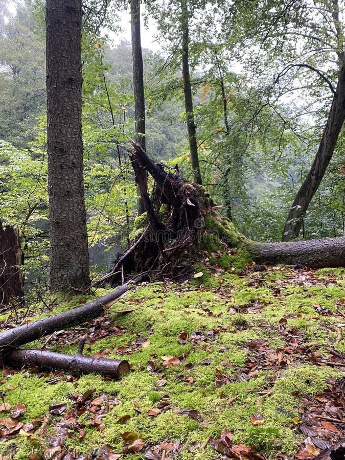 Huge Root of Fallen Tree in Forest during Rain in Forest Stock Image ...