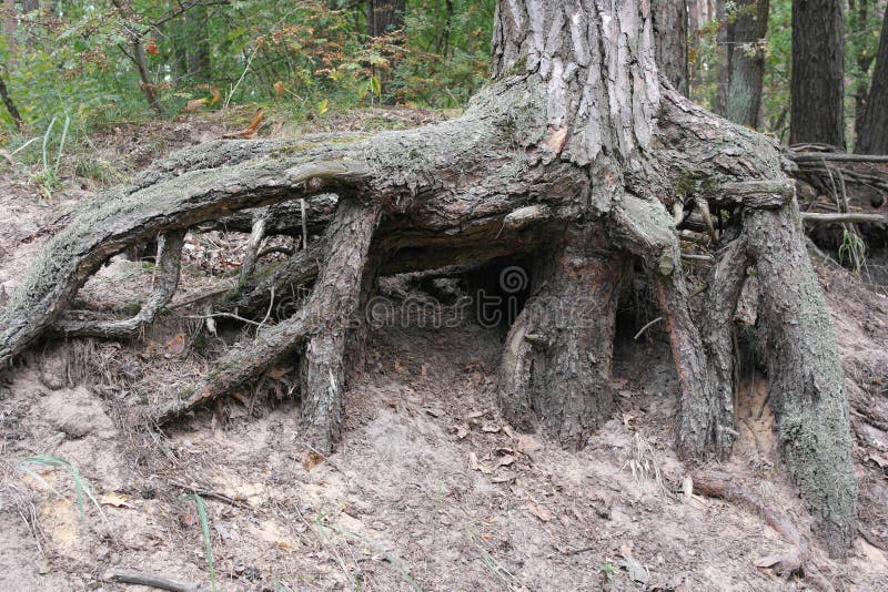 The Root of a Pine Tree on the Ground. Root System for Plant Nutrition ...