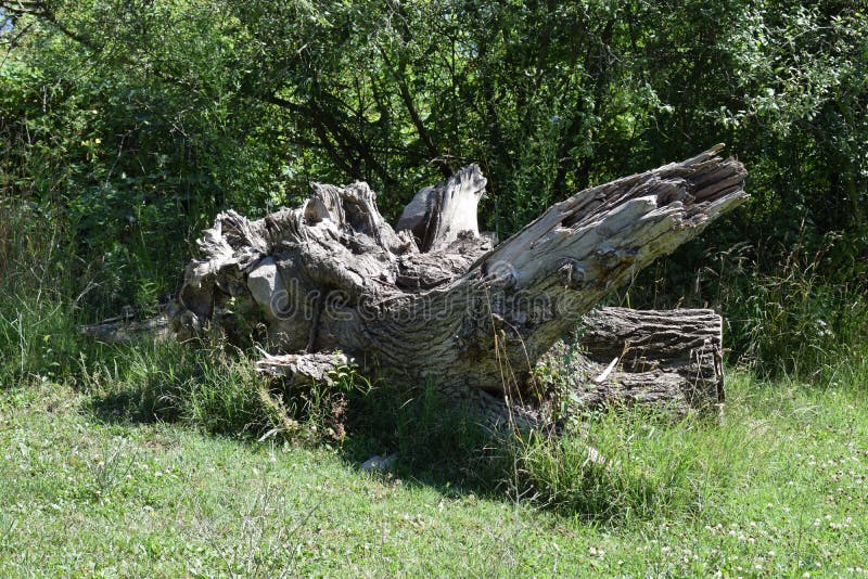 Huge old root in a park stock photo. Image of trunk - 250634506