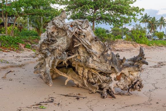 Huge Root System of an Uprooted and Washed Up Rainforest Tree Stock ...
