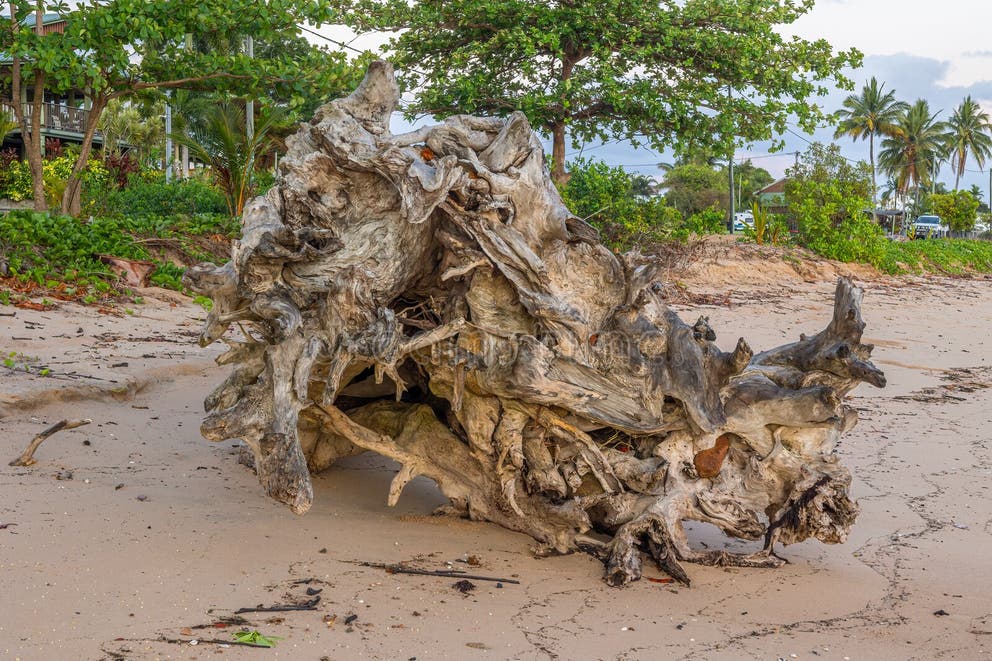 Huge Root System of an Uprooted and Washed Up Rainforest Tree Stock ...