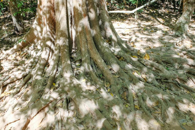 Giant Mangled Roots of a Banyan Tree, or Walking Ficus, in a Southeast ...