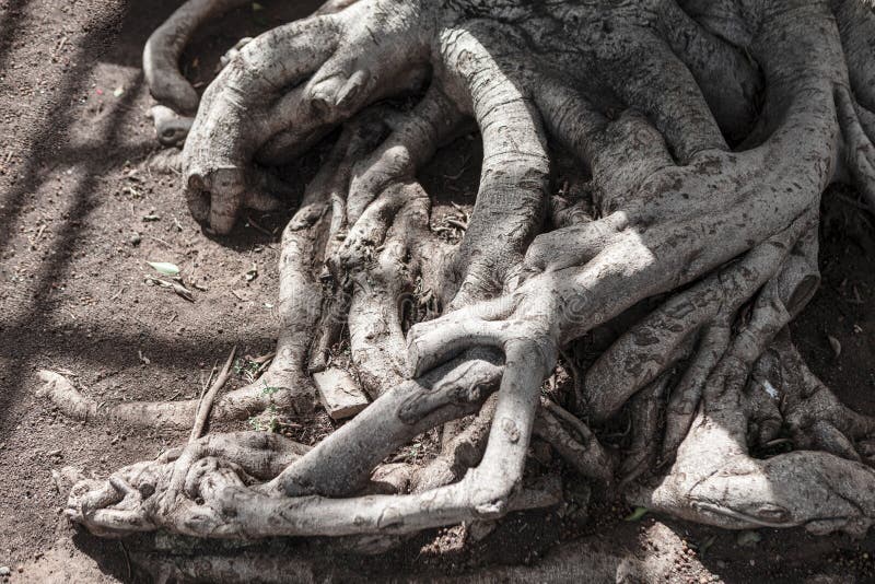Huge roots growing outside stock photo. Image of ecosystem - 273681364