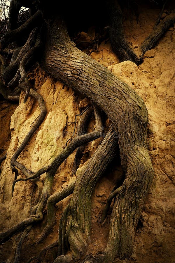 Huge roots of the old tree stock image. Image of sculpture - 242890987