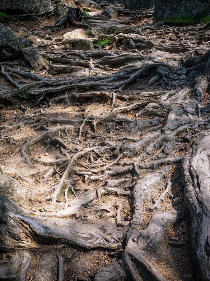 Huge Roots of Old Trees Growing Over Ground Stock Photo - Image of ...