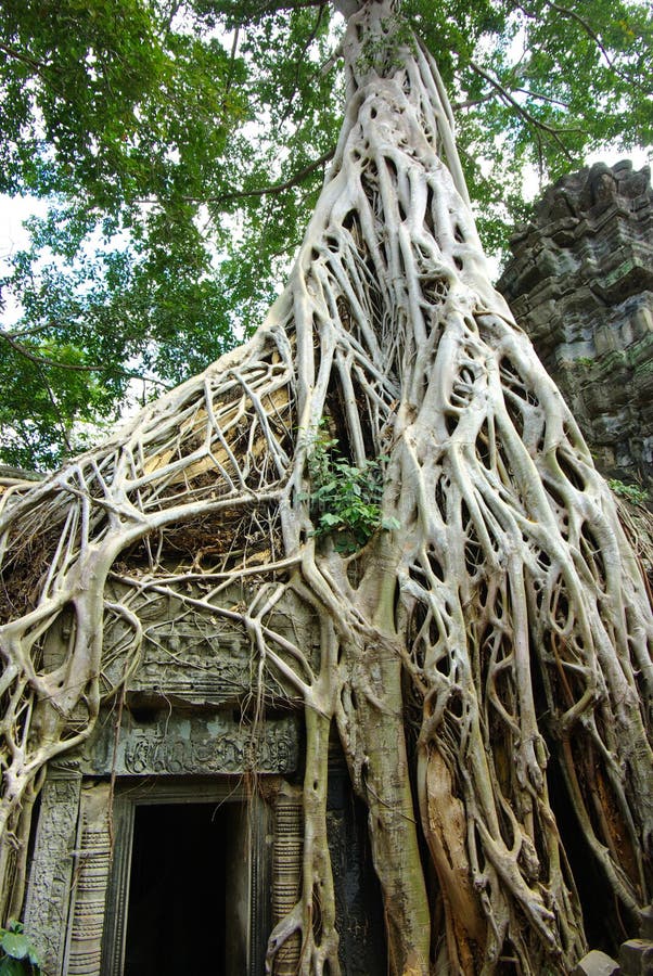 Huge Roots of Tree on the Temple Near Angkor Wat Stock Photo - Image of ...