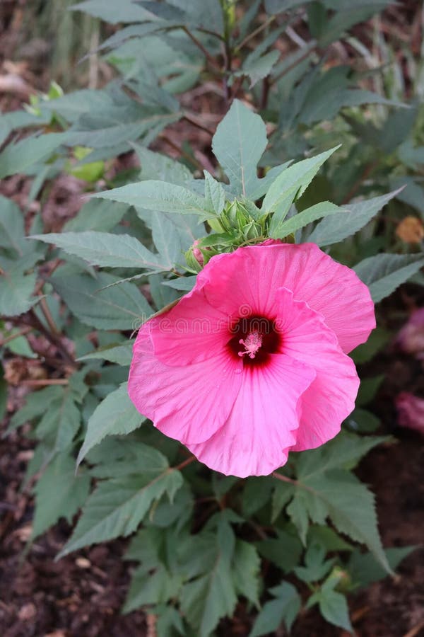 Swamp rose mallow stock image. Image of petal, rose - 287694845