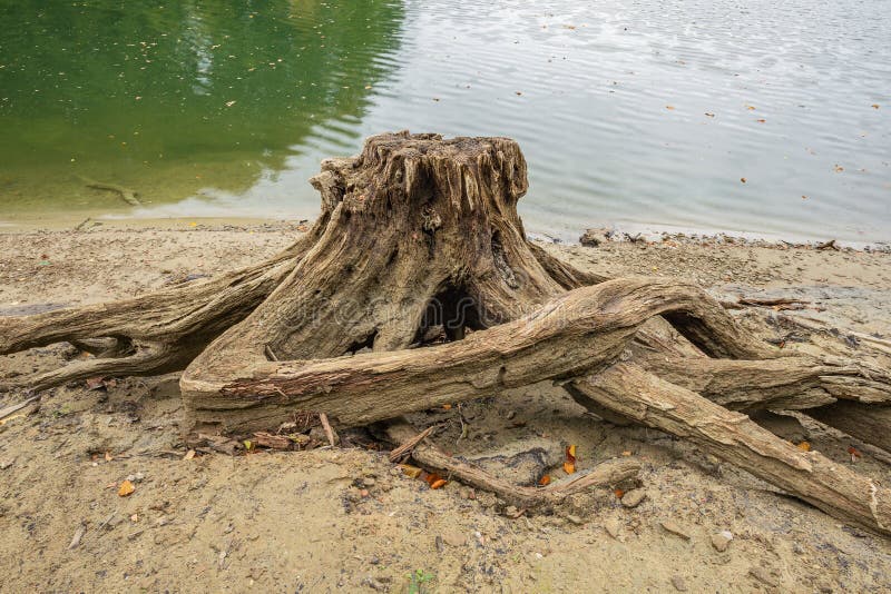 Huge Rotting Tree Stump on the Lake Shore Stock Image - Image of stump ...