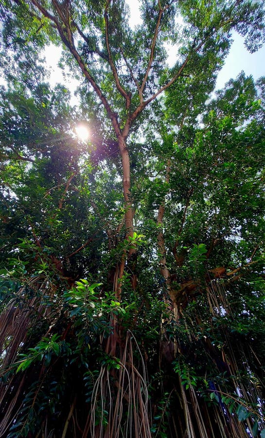 Huge Old Rubber Tree in a Botanical Garden Stock Photo - Image of flow ...