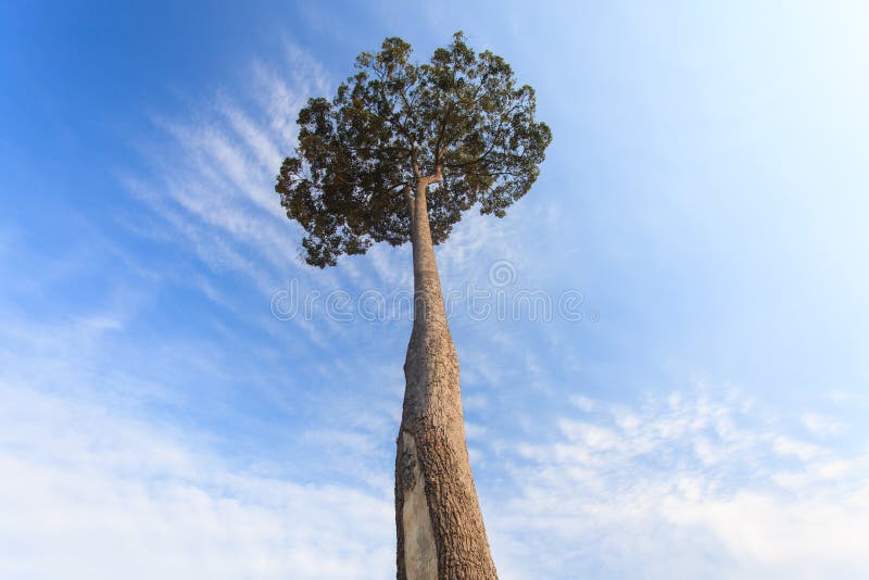 A huge rubber tree stock image. Image of plant, tree - 29140485