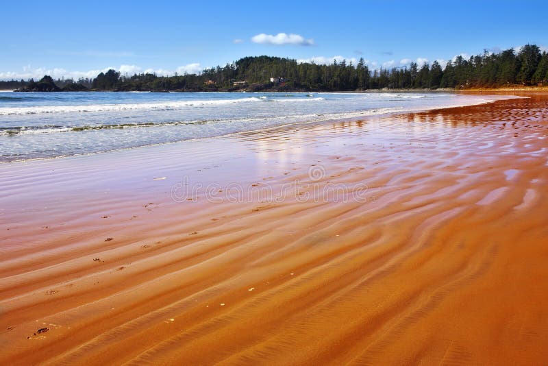 Huge Sandy Beach in Island Vancouver Stock Photo - Image of nature ...