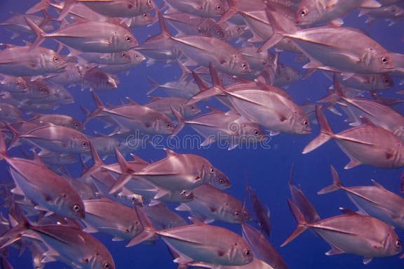 Huge school of fish stock photo. Image of diving, water - 3648762