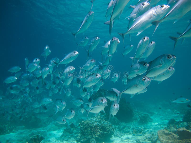 Huge School of Anchovies Swimming Stock Photo - Image of amazing, fish ...