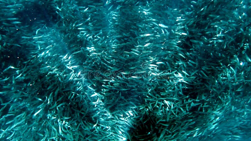 Huge School of Sardines in Moalboal on Cebu Island Stock Image - Image ... Huge School of Sardines in Moalboal on Cebu Island Stock Image - Image ...