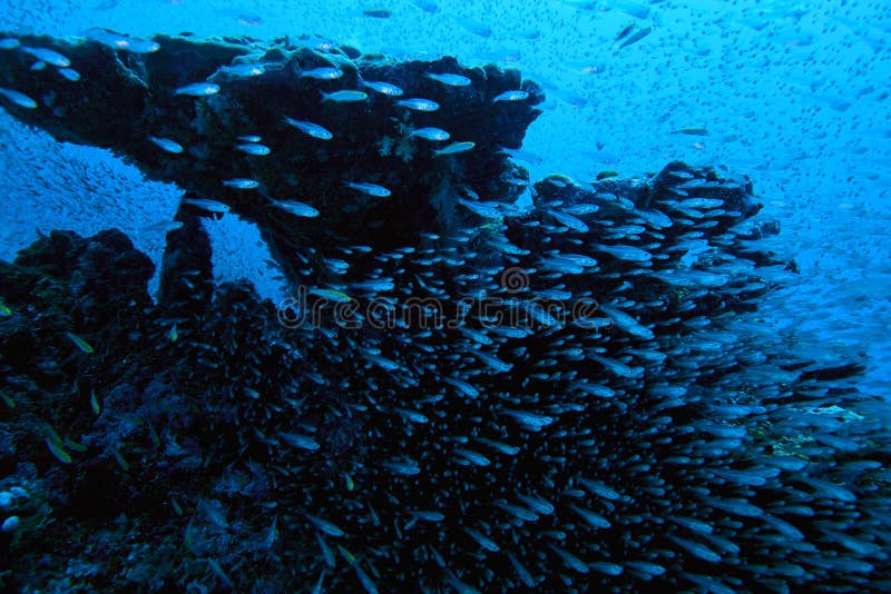 School fish stock image. Image of ocean, deep, fish - 120095293