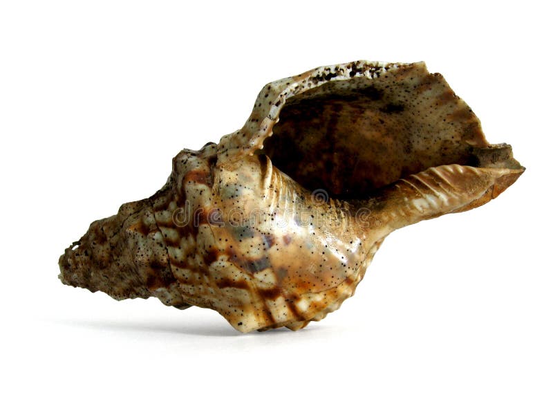 Huge Sea Shell stock photo. Image of quadrate, plate, star - 2867592