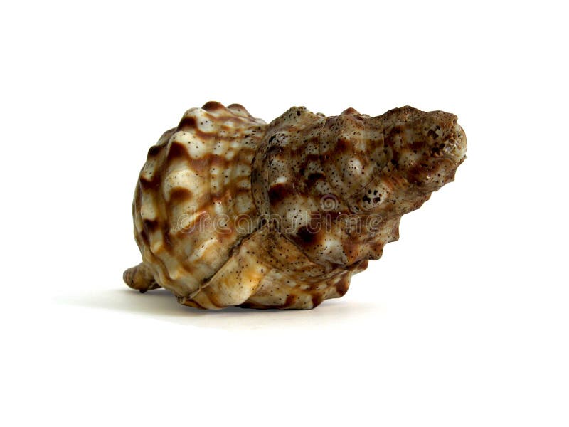 Shell of Thorny Oyster or Spinous Scallop, European Thorny Oyster ...