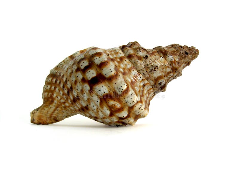 Huge Sea Shell stock image. Image of prickly, water, shield - 2867647