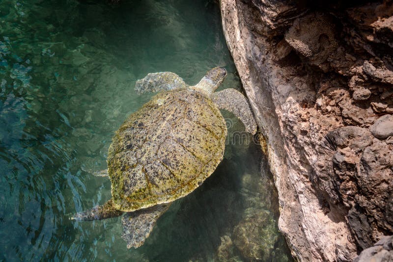A Huge Sea Turtle in the Sea Near the Rocks Stock Photo - Image of ...